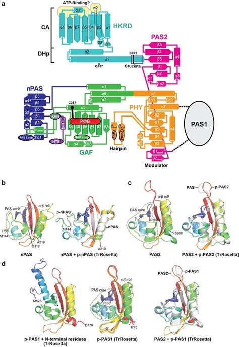 Topology Of Phyb Generated From The Cryo Em 3d Model And Structural Download Scientific Diagram