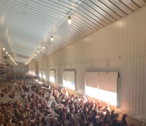 optimising space in poultry buildings for better productivity knights