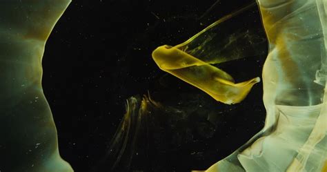 Voyage Of Time Voyage Of Time The Imax Experience First Living