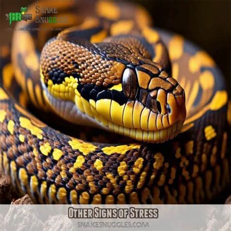 Signs Of Stress In Ball Pythons Behavioral Physical Environmental Cues
