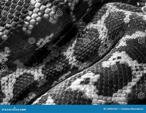 The Body Of A Python Is Folded Diagonally In A Zigzag Pattern