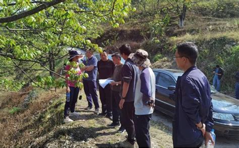 省林草局组织专家到新平县开展林业科技推广项目现场查定云南省林业和草原局