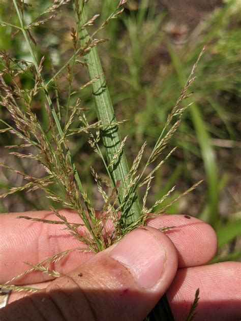 Redtop Panicgrass From Martin Sc 29836 Usa On July 29 2021 At 1115