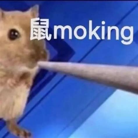 可爱仓鼠面对不明物体，上方配文 鼠moking”超有趣 表情包｜迷你表情包动图可爱表情包图片动图 求表情网斗图从此不求人