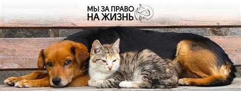 Собаки шукають дім Собаки шукають дім Вірність