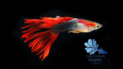 GUPPY 孔雀魚坊 黃化紅尾禮服冠尾 YouTube