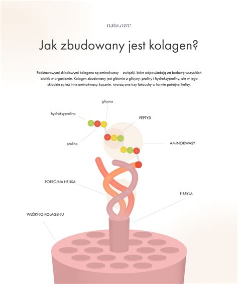 Functions Of Proteins