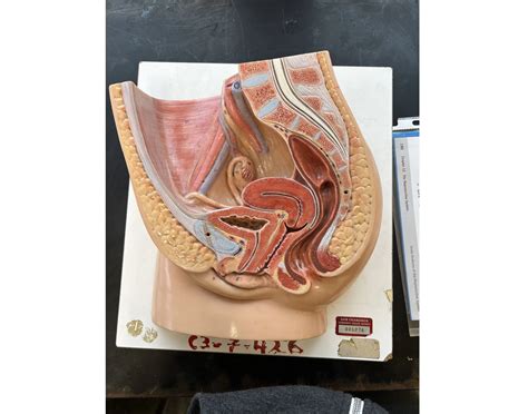 Female Pelvis Model Midsagittal View Quiz