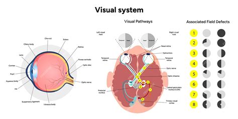 Premium Vector Suprachiasmatic Nucleus Of Hypothalamus Human Visual System Pathway Cortex