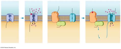 Ionotropic And Metabotropic Receptors Model Diagram Quizlet