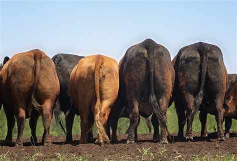Cows Genetically Modified To Burp And Fart Less Could Cut Methane Emissions By Half Newsweek