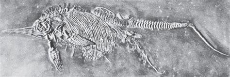 Do Fossils Show Signs Of Rapid Burial Answers In Genesis