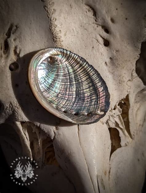 Ormer Shells Ethically Curated By Bramble And Bone