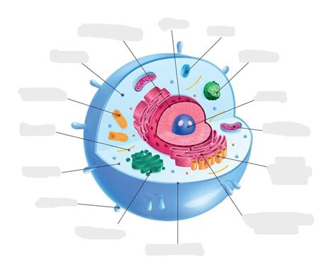 Cell Organelles Diagram Quizlet
