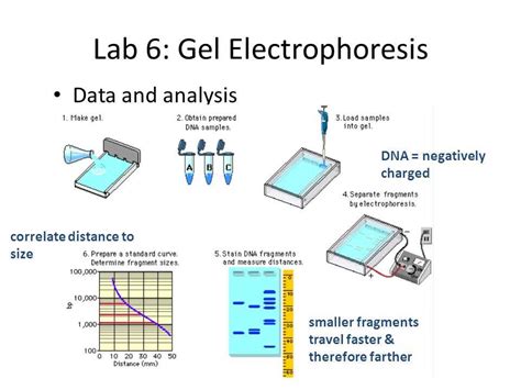 The Dos And Donts Of Gel Electrophoresis Lab Answers