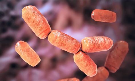 Archaea Domain Extreme Microscopic Organisms