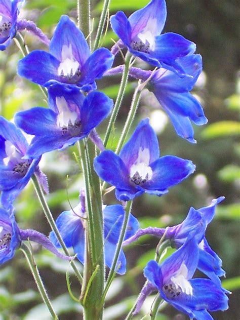 Delphinium Flowers