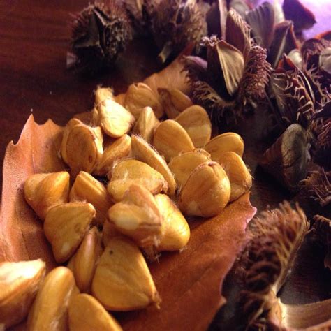 Beech Tree Nuts 13 Species Butter N Thyme