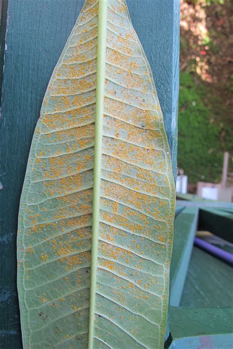 Frangipani Rust 243