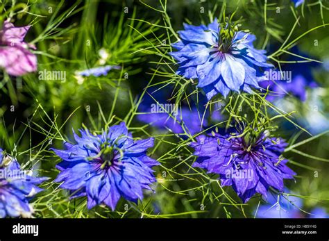 What Is Love In A Mist Flower At Angela Bates Blog