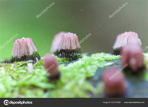Stemonitis Under Microscope