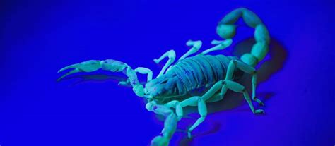Do Texas Scorpions Hibernate