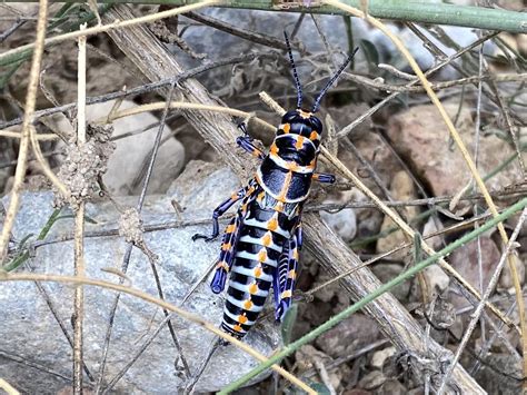 Crazy Grasshopper In Terlingua Tx Found A Bunch Of Em Thing Looks