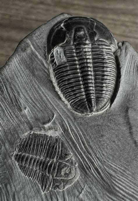 Fossil Trilobite Elratha Kingii Usa 500 Million Years Old Moorabool Antique Galleries