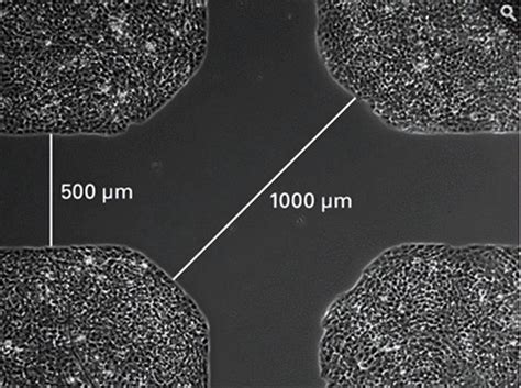 来了来了！细胞划痕实验流程及经验分享~ 知乎
