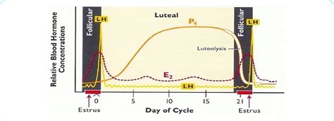 Principles Of Synchronization Hormonal Concentration And Estrus Cycle Download Scientific