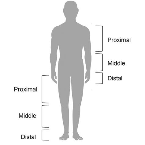 Anatomical Division Of The Limbs The Limbs Are Divided Into The Download Scientific Diagram