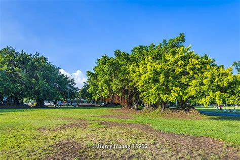 Harry33902榕樹大樹草地草皮衛武營都會公園衛武營都會公園公園綠地高雄市鳳山區高雄 Flickr Harry33902榕樹大樹草地草皮衛武營都會公園衛武營都會公園公園綠地高雄市鳳山區高雄 Flickr