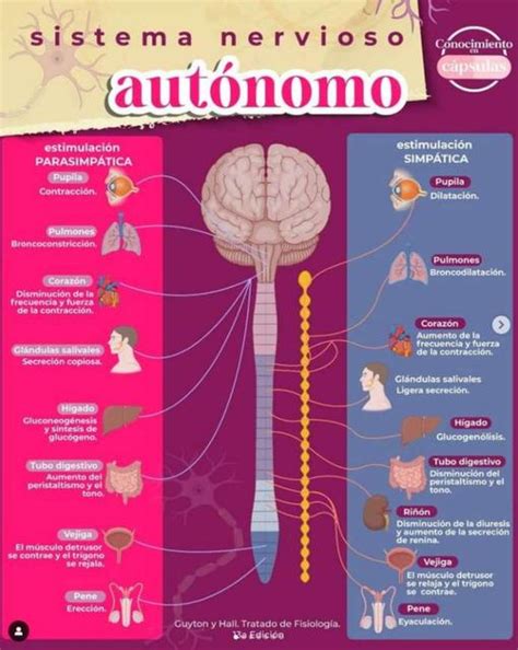 El Sistema Nervioso Autónomo Yudocorg Udocz