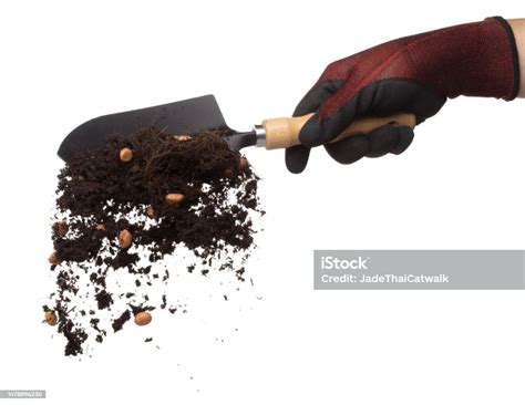 토양 흙 땅콩 콩 믹스는 정원 삽 손에서 떨어집니다 땅콩 콩 토양 비료 추상 구름 파리 토양 혼합 땅콩 콩 심기 스플래시 중지 공기 흰색 배경 격리 고속 동결 개념에 대한