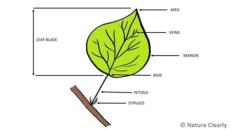 Leaf Morphology Nature Clearly