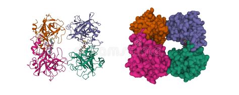 Structure Of C Met With Inhibitor Stock Illustration Illustration Of Protein Biochemistry