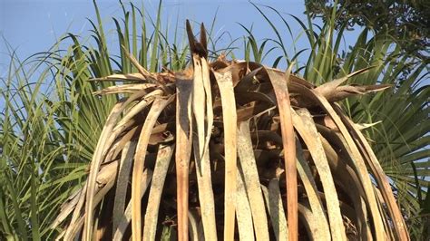 Palms Impacted By Lethal Bronzing Should Be Removed To Prevent Spread