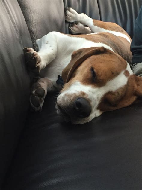 If Only I Could Relax Like This Cute Dawg Doctor11230 I Only Play One On Tv