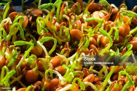 Red Lentils Microgreen Growing From The Soil Homegrown Lentil Sprouts