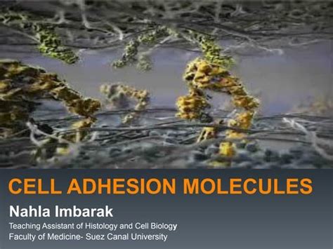 Cell Adhesion Molecules Ppt