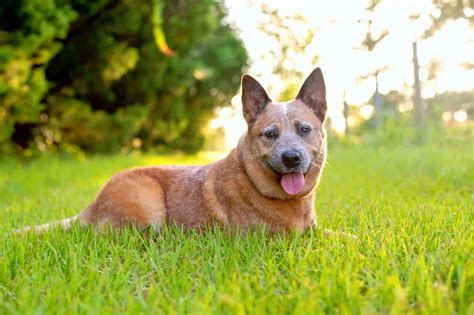 Red Heeler Dog Breed Info Pictures Facts Puppy Price And Faqs