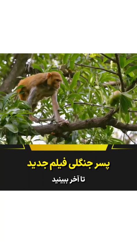 ‎sinema City سینما سیتی‎ ‎فیلم ماجراهای پسر کوسه ای و دختر گدازه ای