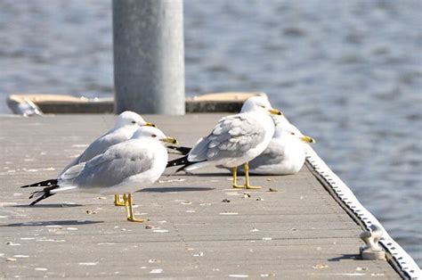 Seagull Control Lancashire Bird Control