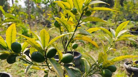 সুইট লেমন গাছ। Youtube