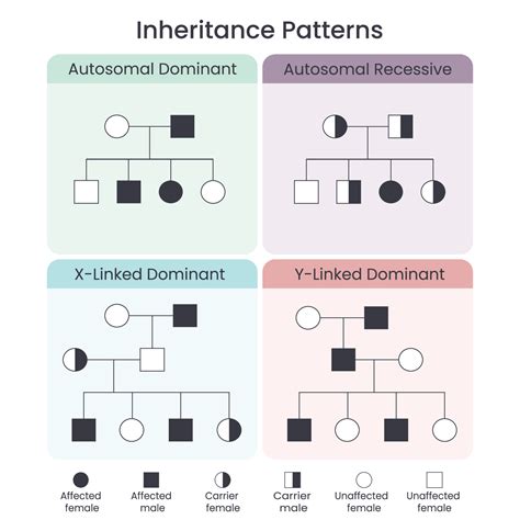 Genetic Inheritance Patterns Scientific Vector Illustration Infographic