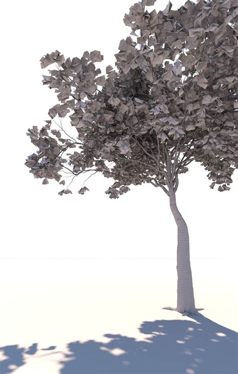 3d Cherry Tree Flowering Prunus Avium C Turbosquid 1779570