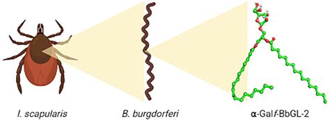 Borrelia Burgdorferi Structure
