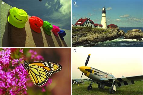 Examples Of The Ground Truth Images A Caps Bmp B Download Scientific Diagram