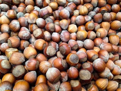 😃 Фото полезных орехов мускатный бразильский грецкий макадамия и др