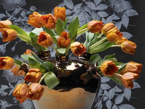 Tulipa Cairo Triumph Tulip